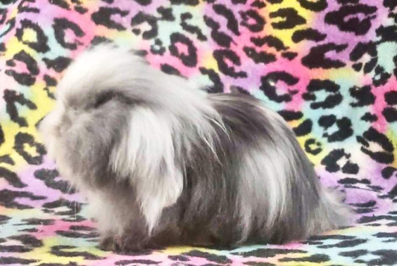Photos | The North American Teddywidder Rabbit Club