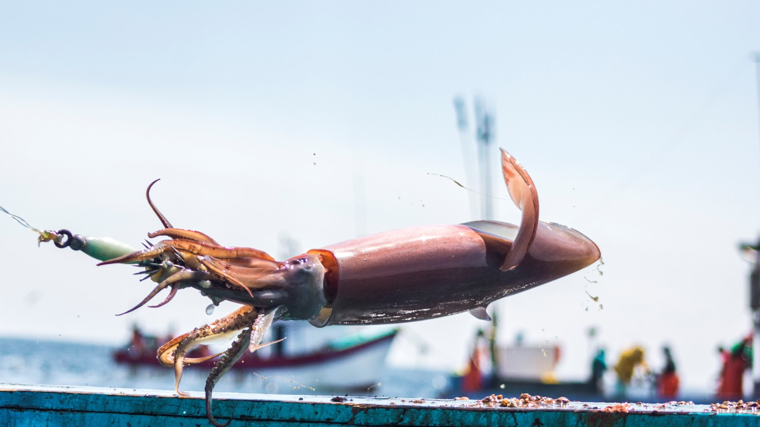 LA POTA | www.capecal.org