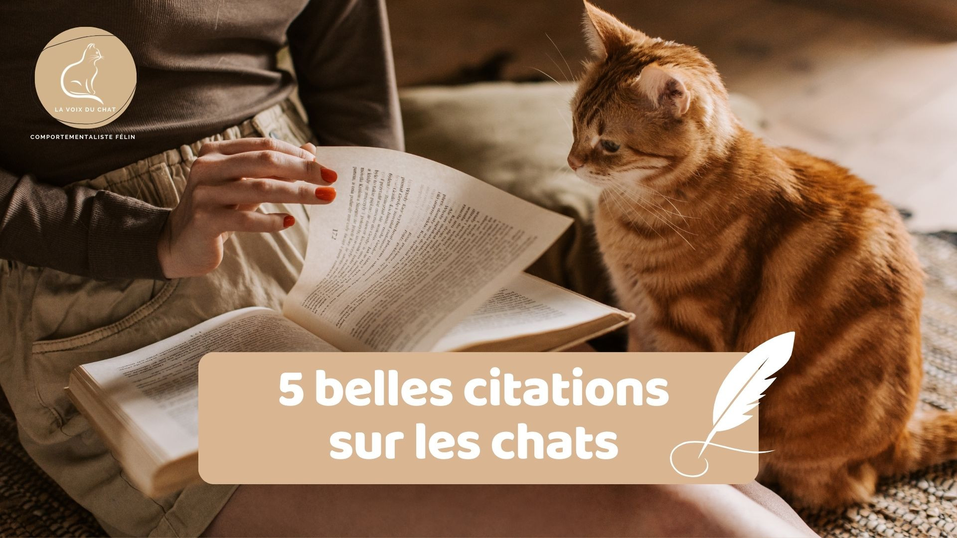 5 belles citations sur les chats🪶😽