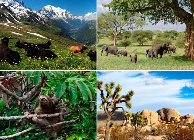 Niveles de organización ecológica: cuáles son y ejemplos