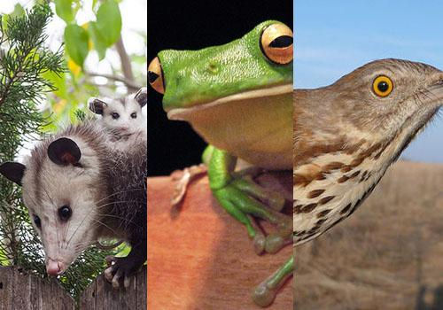 Animales que respiran por pulmones