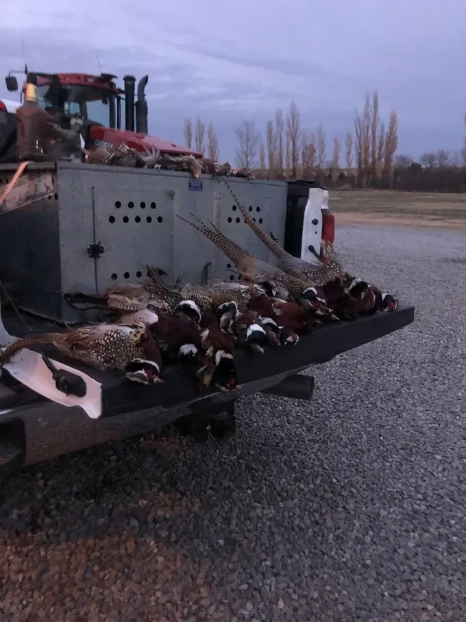 Kansas Pheasant and Quail Hunt | Warrior Adventures