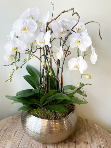 Elizabeth Plant Arrangement | Cool Green & Shady