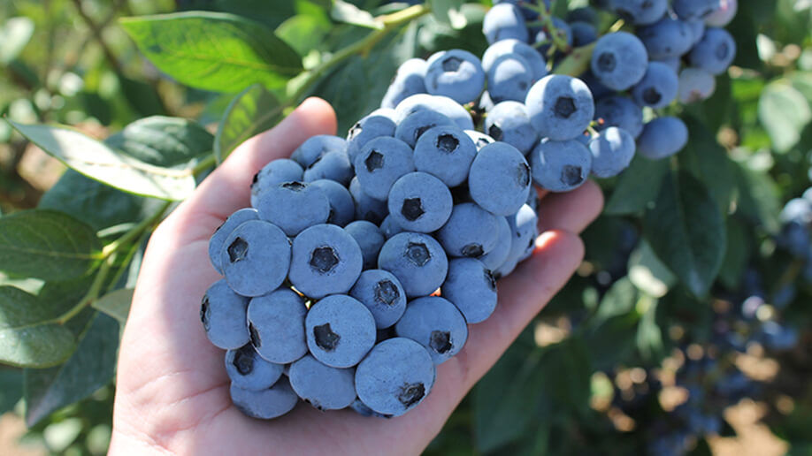 Plants365 Ltd becomes a supplier for two new blueberry varieties