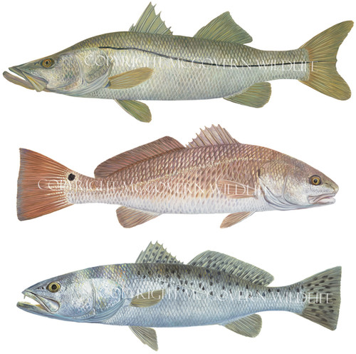 Inshore Slam | randymcgovern