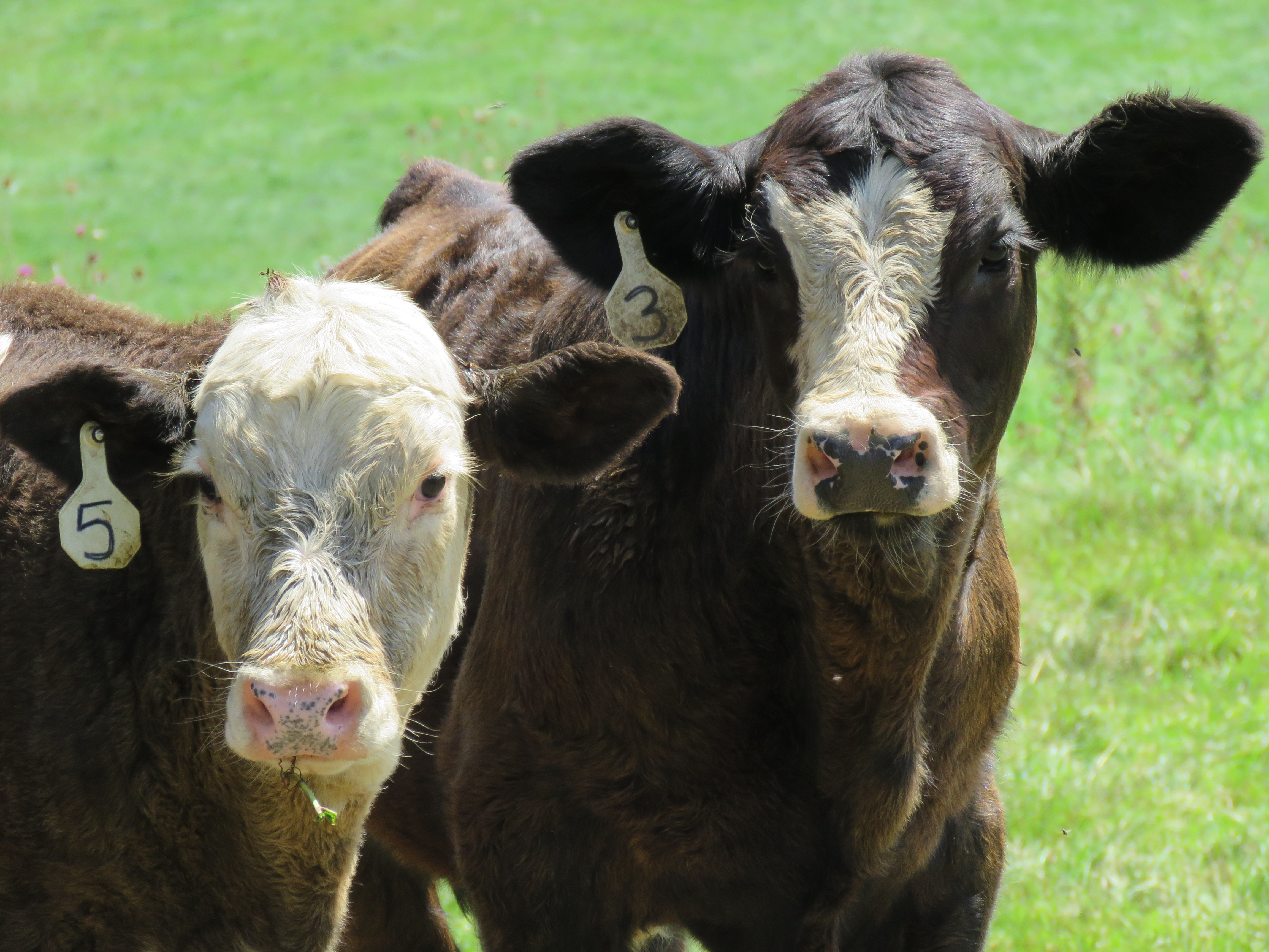 Home | Debt Valley Farm