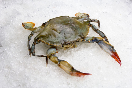 Jaiba de concha suave | Mercamar