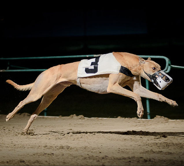 Rural Rube Awards | National Greyhound