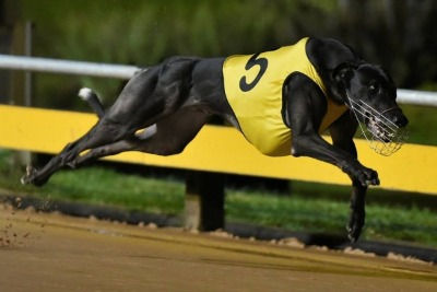 Racing International | National Greyhound