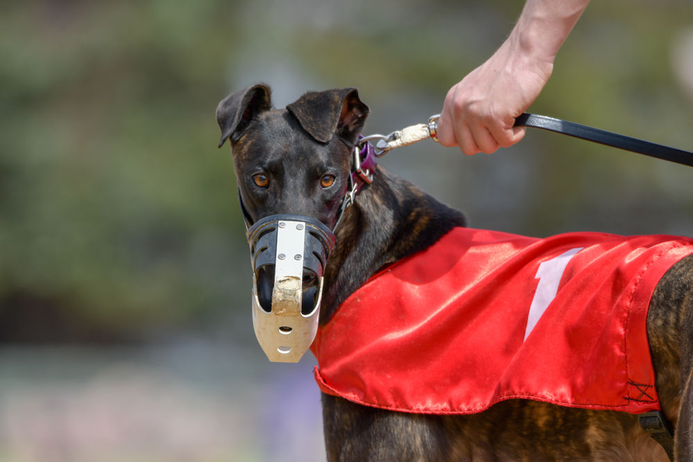 General Discussion | National Greyhound