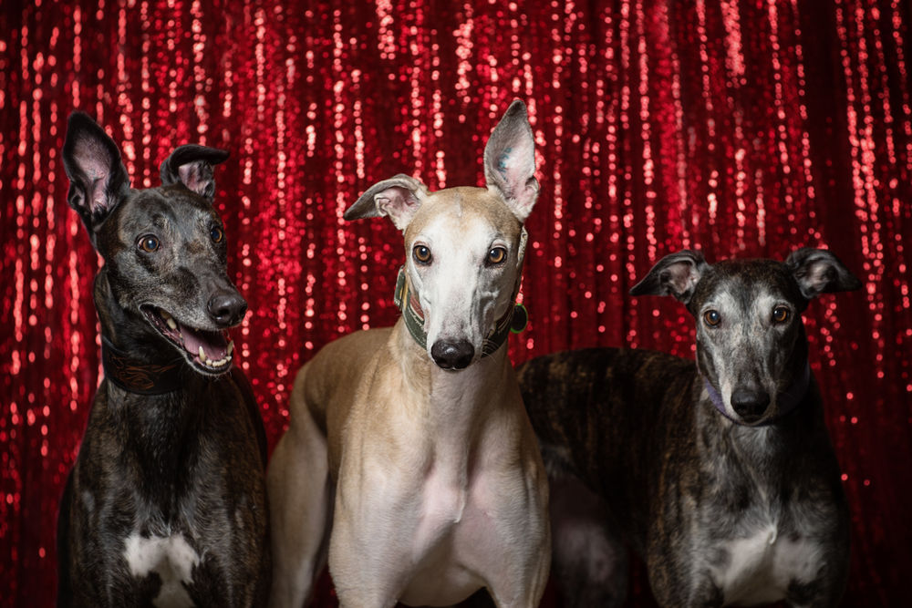Adoption | National Greyhound