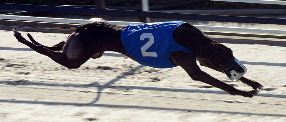 Breeding & Stud Dog Discussion | National Greyhound