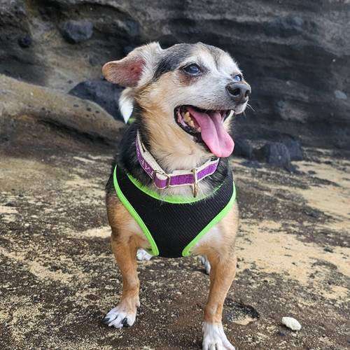 Jake | Fur-Angel Foundation