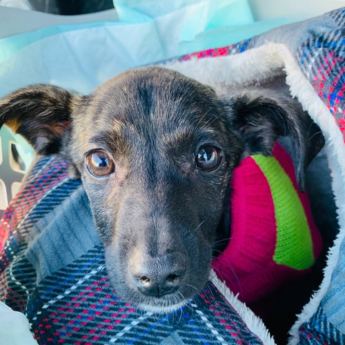 Piper | Fur-Angel Foundation