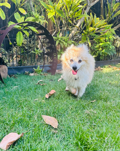 Mochi AKA Monkey | Fur-Angel Foundation