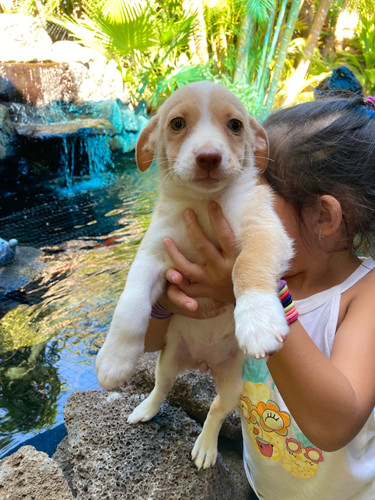 Opihi AKA Sandy | Fur-Angel Foundation