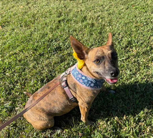 Mama Peanut | Fur-Angel Foundation