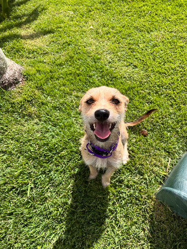 Scrappy AKA Velma | Fur-Angel Foundation