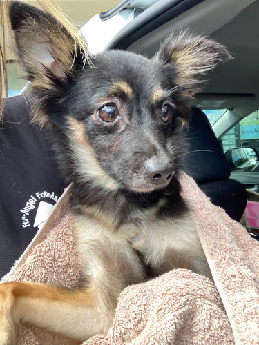 Martin | Fur-Angel Foundation