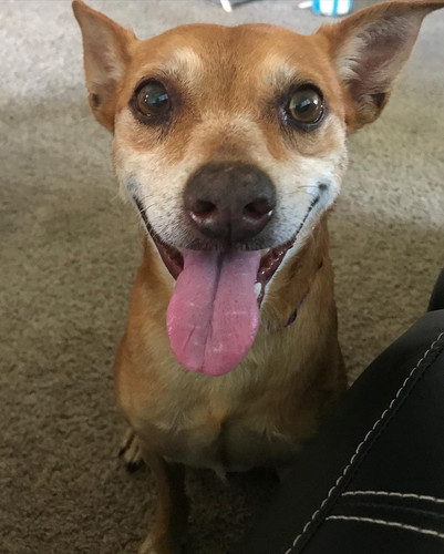 Kyle | Fur-Angel Foundation