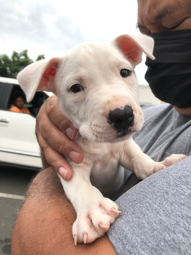 Casper | Fur-Angel Foundation