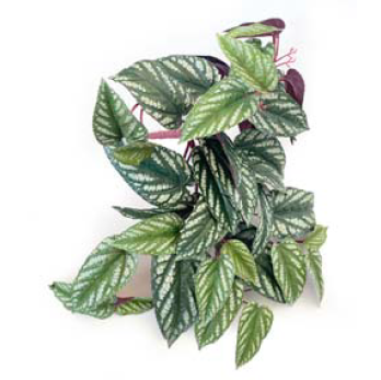 Cissus Red Black | Vintage Vista