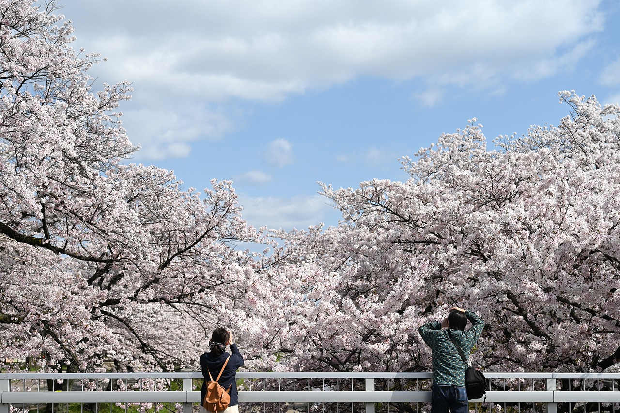 Spring Fever: Why Korea has a fascination with Cherry Blossoms! Plus ...