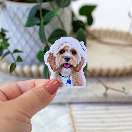 Cavoodle VI - Sticker | MJW Pets + Wildlife
