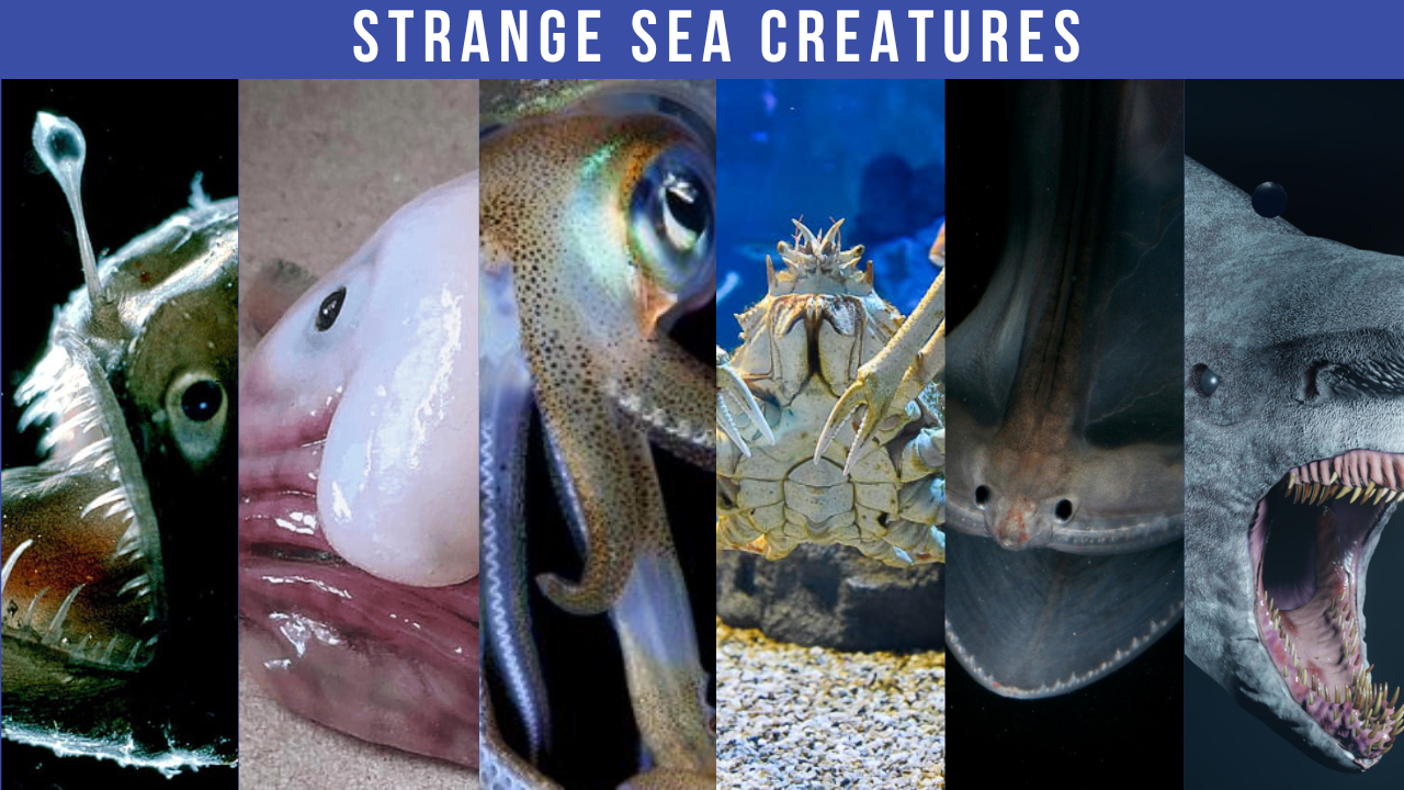 Strange Sea Creatures | Teacher Kallum