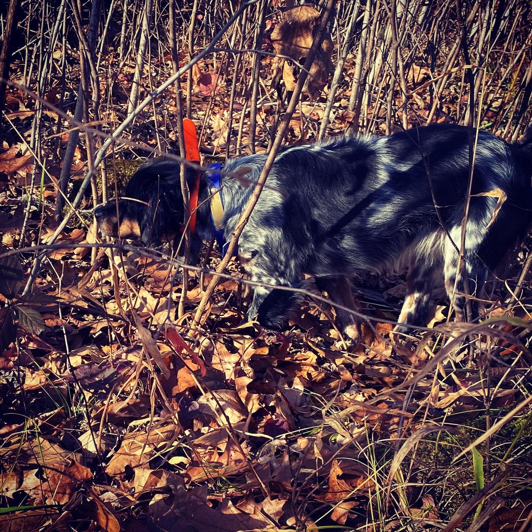 HHF Gun Dogs,Bretons, French Brittany, Breeder, Puppies