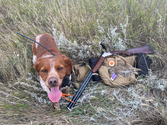 HHF Gun Dogs,Epagneul Bretons, French Brittany, English Field Cockers ...