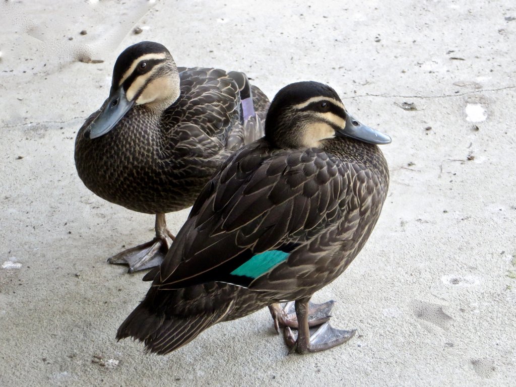 Australian Bush Life|Clarence River Flora and Fauna|