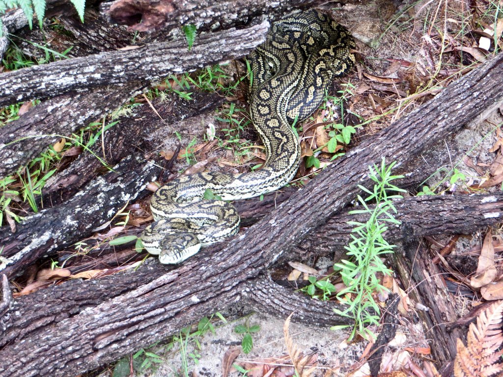 Australian Bush Life|Clarence River Flora and Fauna|