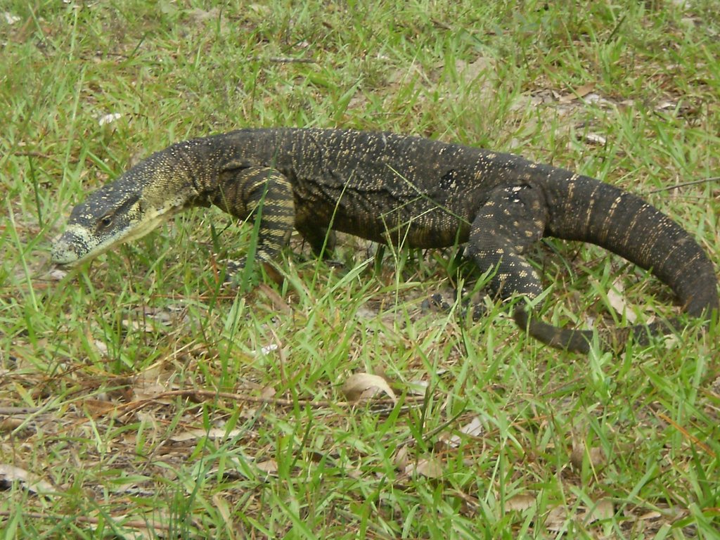 Goannas - Lace monitors