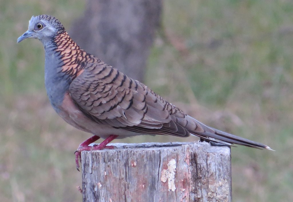 Birds | AU | Australian Bush Life