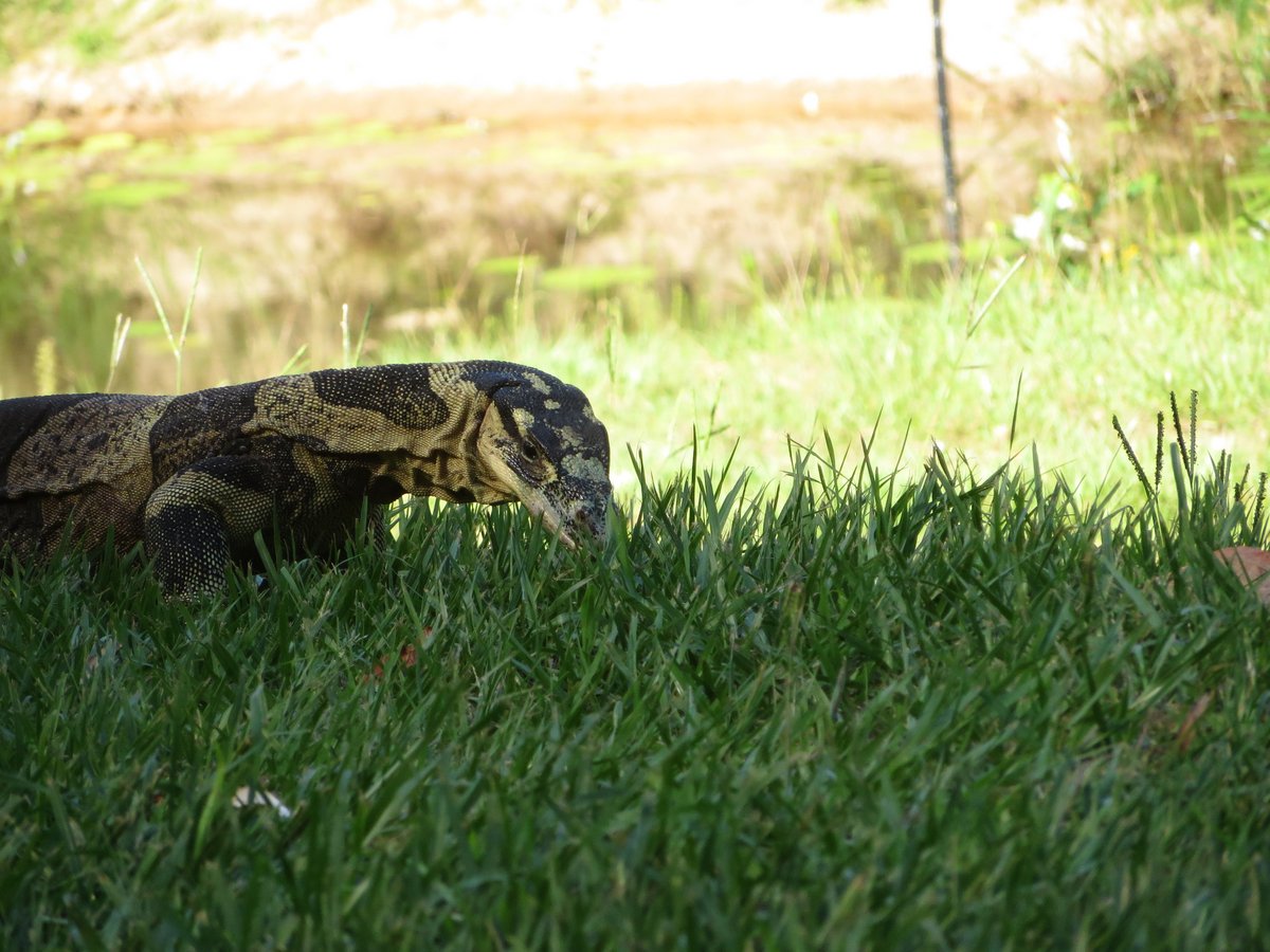 Goannas - Lace monitors