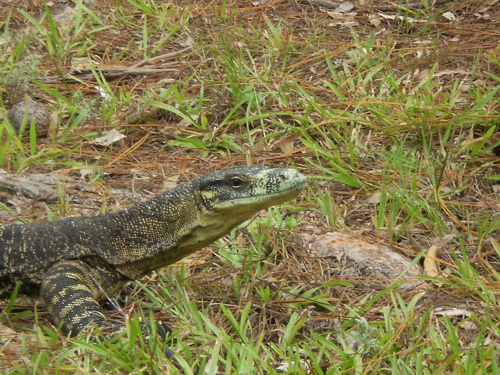 Goannas - Lace monitors