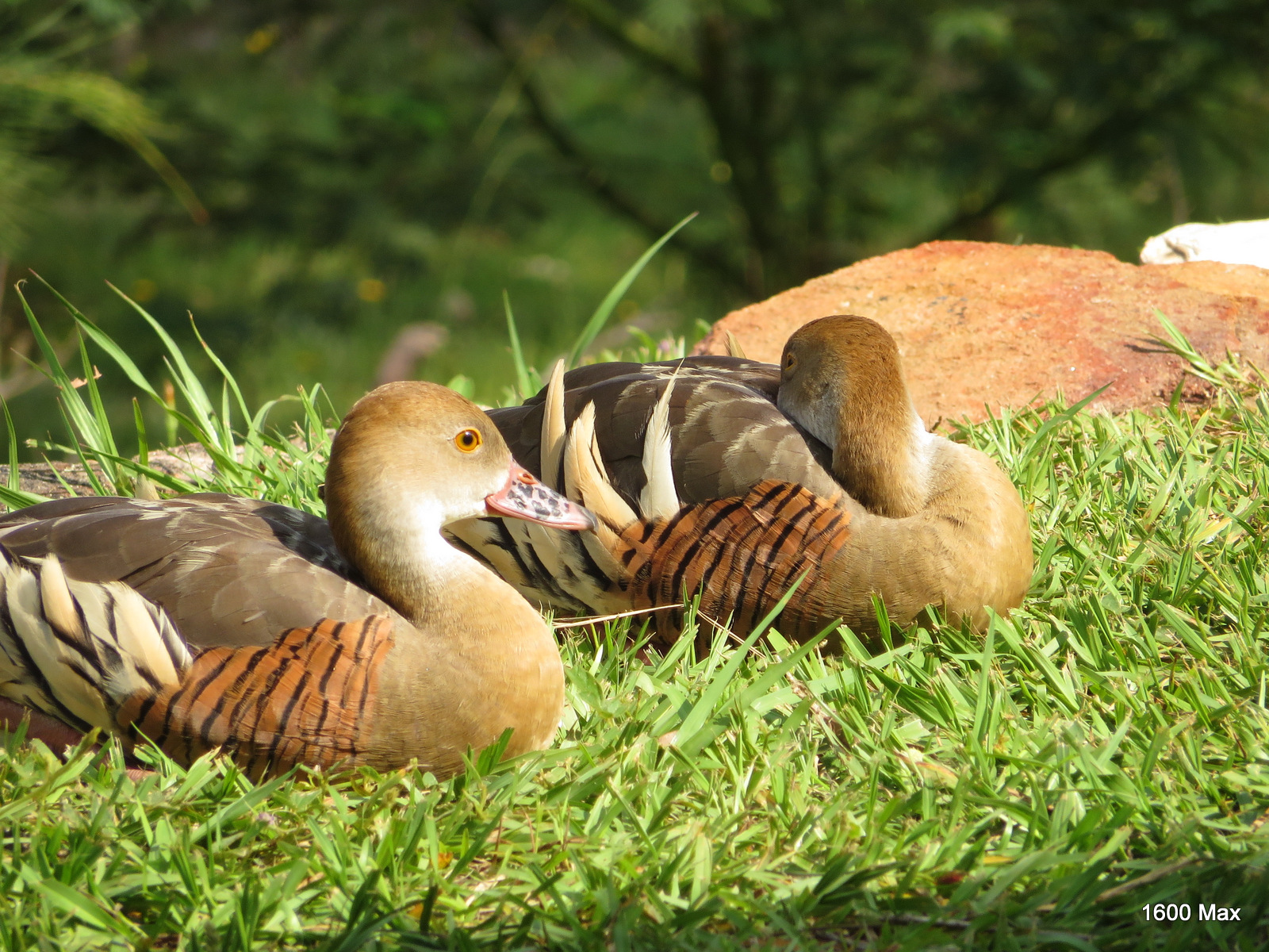 Australian Bush Life - Fauna