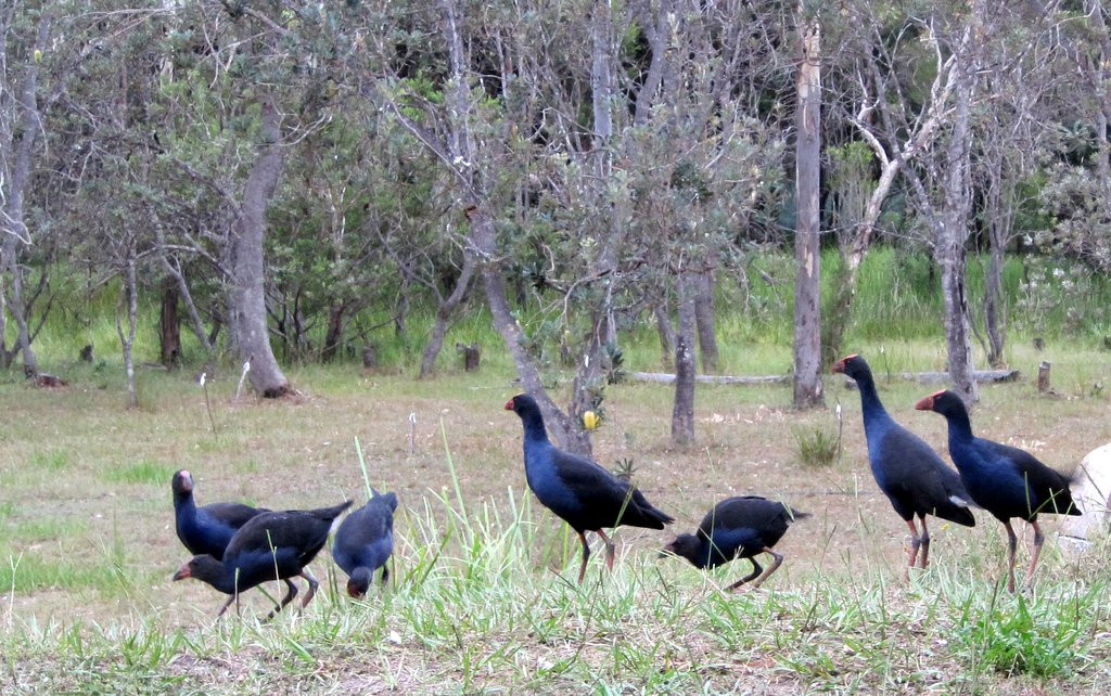 Birds | AU | Australian Bush Life