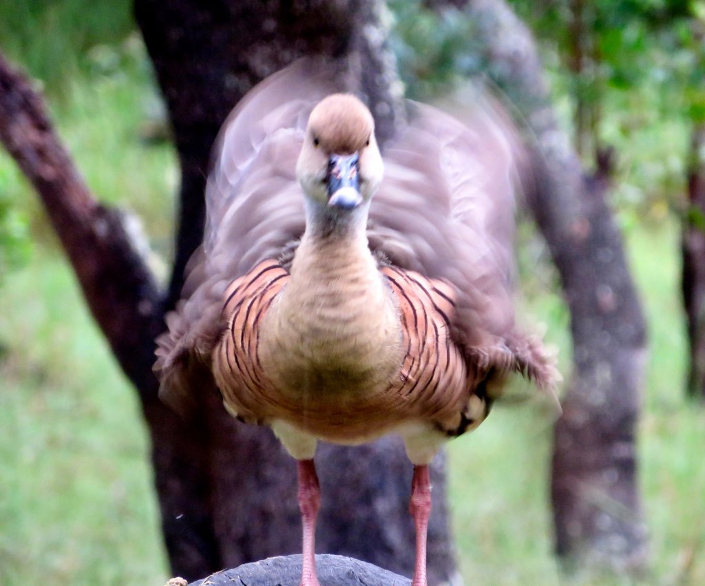 Australian Bush Life|Clarence River Flora and Fauna|