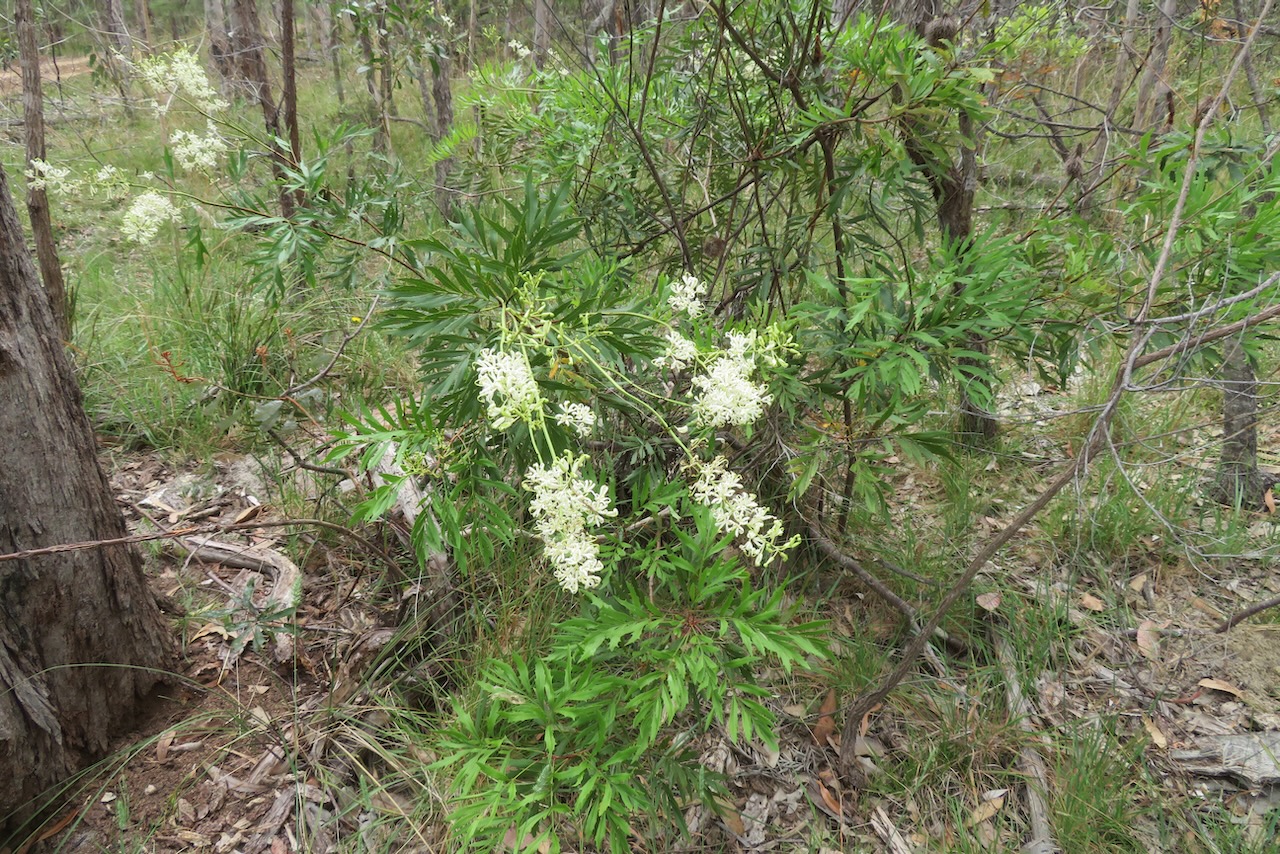Crinkle bush