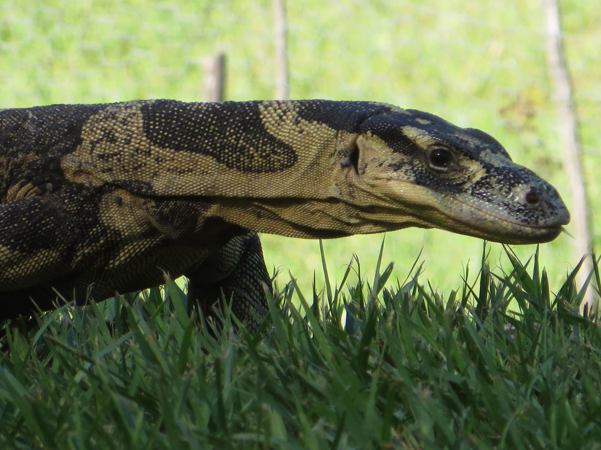 Goannas - Lace monitors