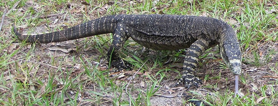 do goannas kill snakes