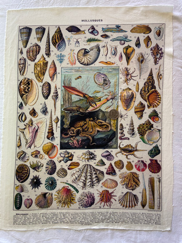 Marine Biology Ocean Science Charts Fabric Panels Patches Applique ...