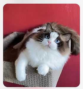 Kings | Emberlynne RagdollsEmberlynne RagdollsEmberlynne Ragdolls