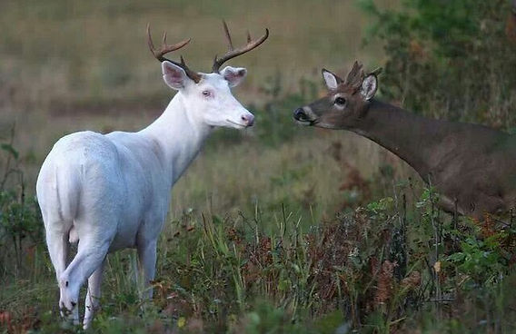 white deer