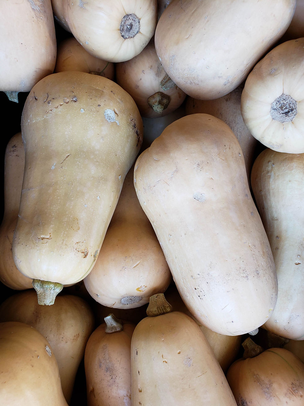 Winter Squash - Waltham Butternut Squash Seedling | ahavah-farm