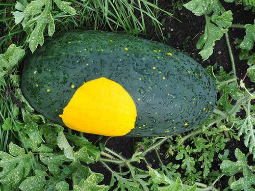 Melons - Watermelon (Moon and Stars) Seedling | ahavah-farm