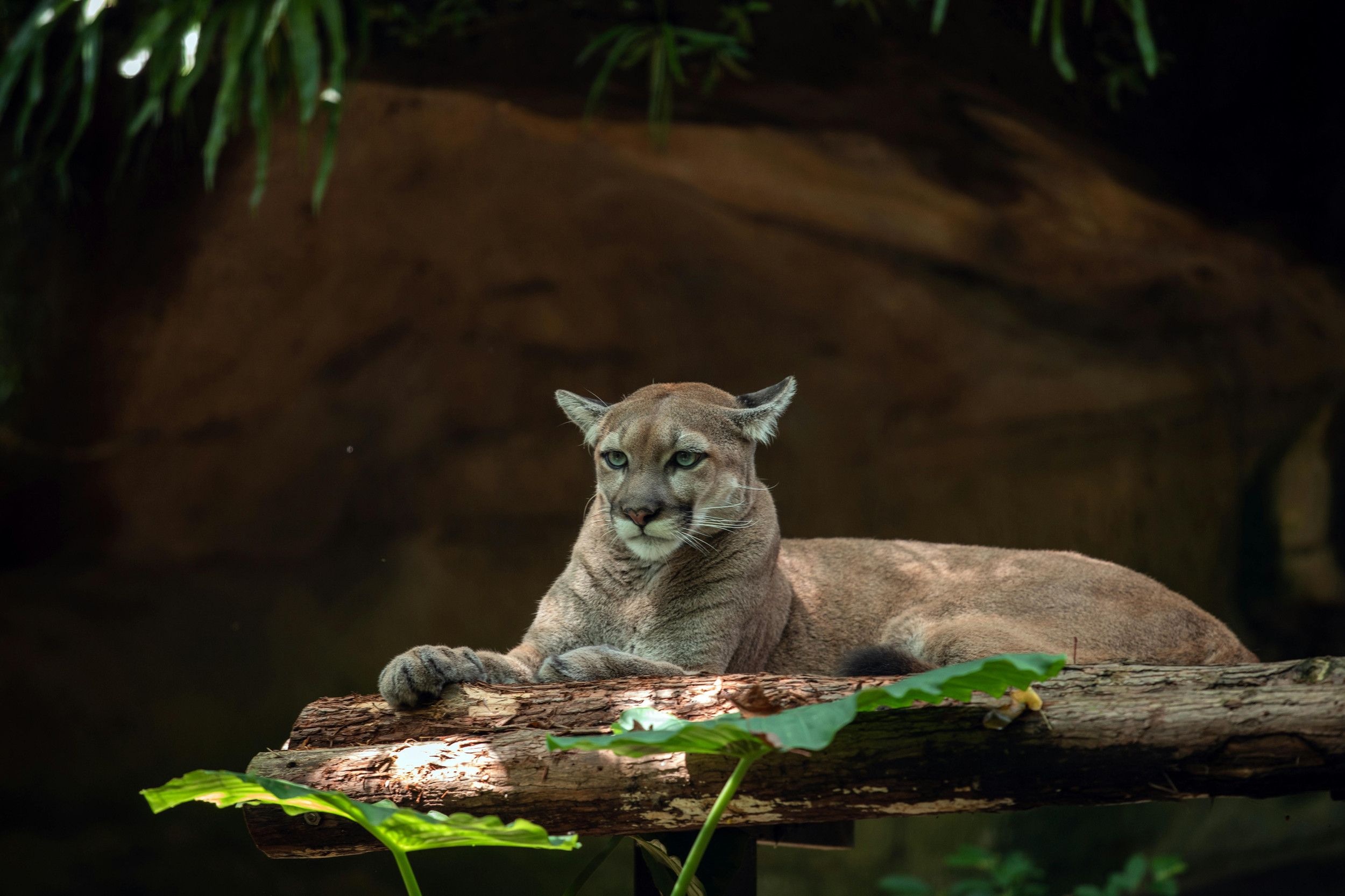 Stalking the Jungle: The Elusive Puma of the Tropical Wilds