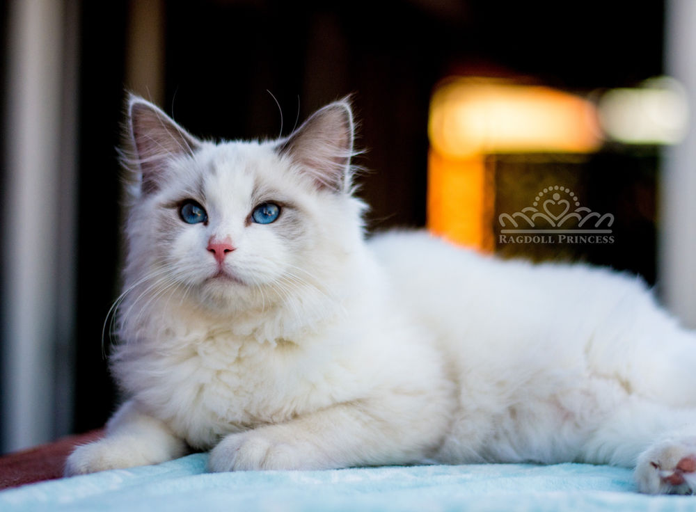 Demystifying Ragdoll Colors and Patterns